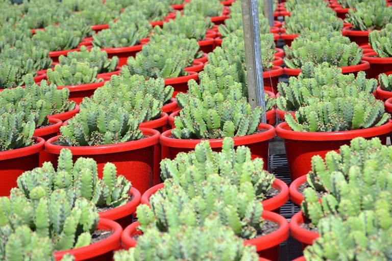 Wholesale Cactus And Succulents - Architectural By Nature