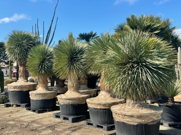 Wholesale Cactus And Succulents - Architectural By Nature